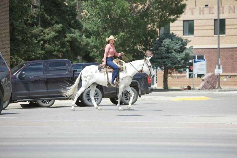 Ranch - Versatile & Well Rounded 8 Yr Old Appaloosa John Mule!