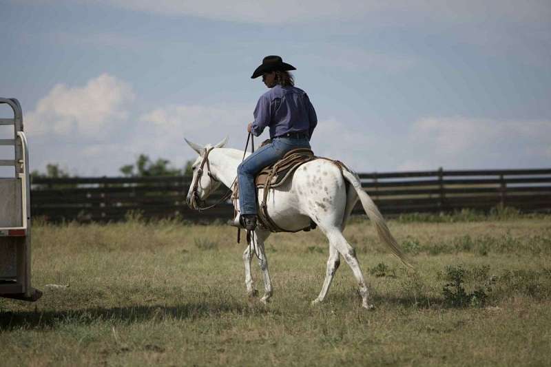 Ranch - Versatile & Well Rounded 8 Yr Old Appaloosa John Mule!
