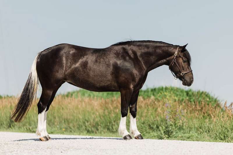 Mazy - Super Talented & Elegant 4 Yr Old Paint/Welsh Cross Mare!