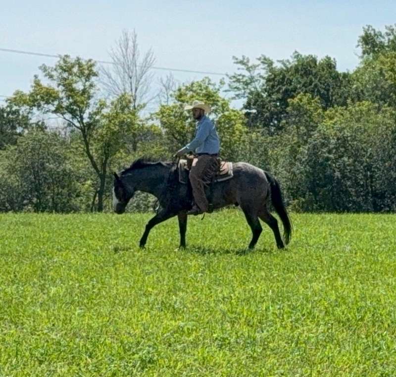 Leroy - Big Bodied Gorgeous 5 Yr Old Bay Roan APHA Gelding!