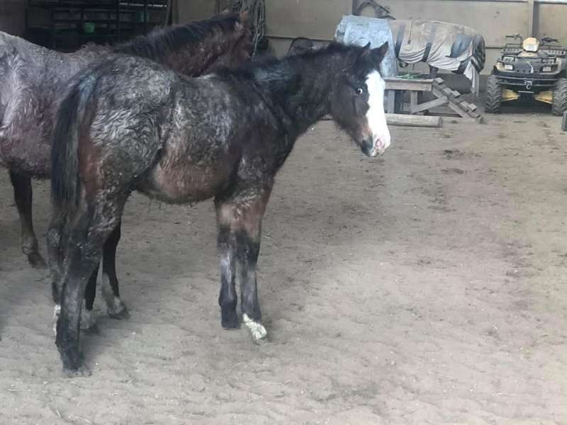 Leroy - Big Bodied Gorgeous 5 Yr Old Bay Roan APHA Gelding!