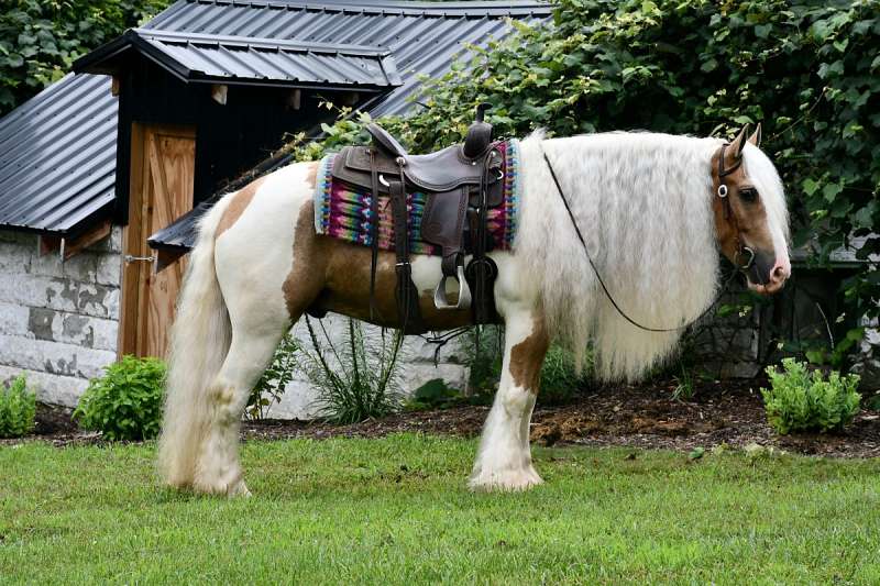 Hudson - Drop Dead Gorgeous 6 Yr Old Palomino Paint Gypsy Vanner Gelding!