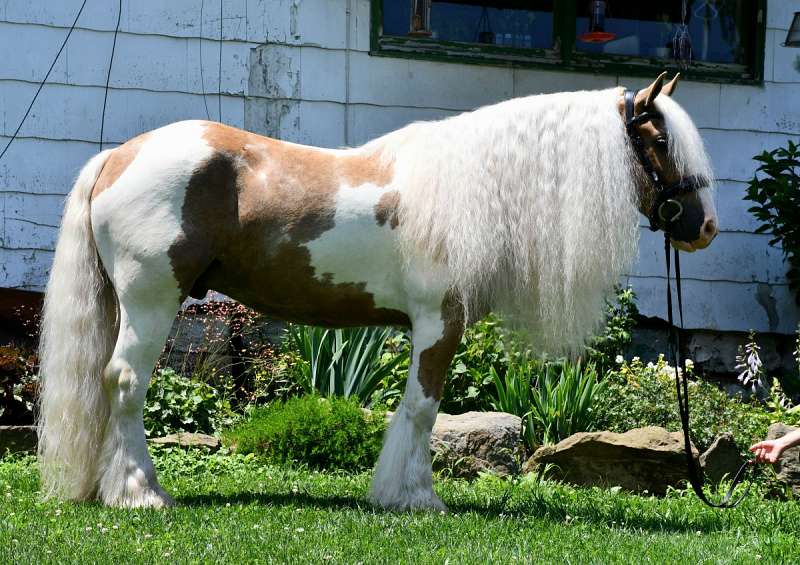 Hudson - Drop Dead Gorgeous 6 Yr Old Palomino Paint Gypsy Vanner Gelding!