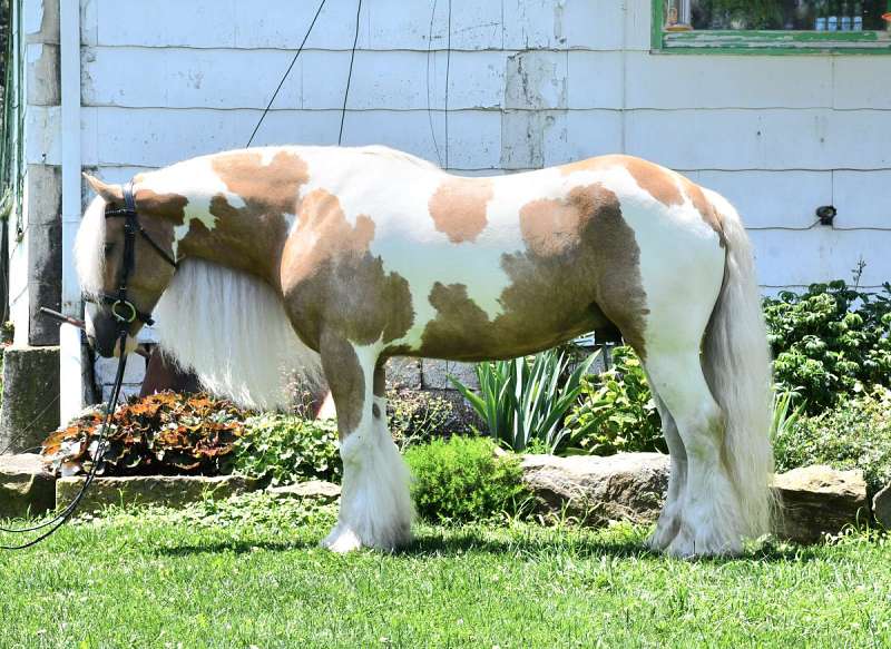 Hudson - Drop Dead Gorgeous 6 Yr Old Palomino Paint Gypsy Vanner Gelding!