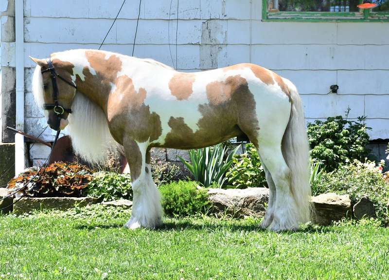 Hudson - Drop Dead Gorgeous 6 Yr Old Palomino Paint Gypsy Vanner Gelding!