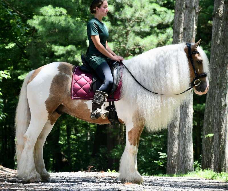 Hudson - Drop Dead Gorgeous 6 Yr Old Palomino Paint Gypsy Vanner Gelding!