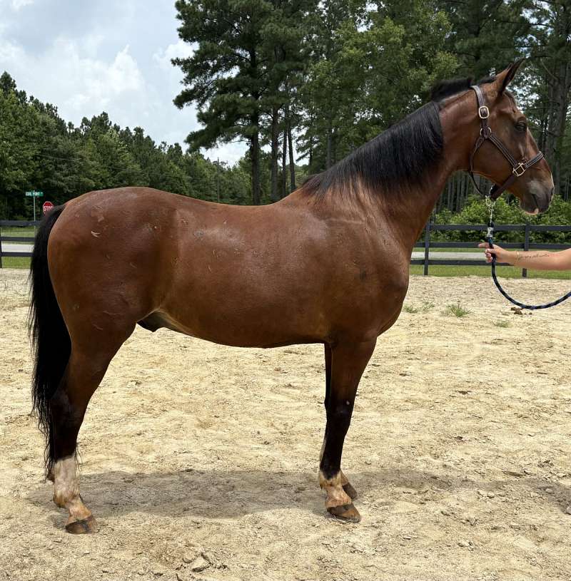 Bay Dutch Gelding