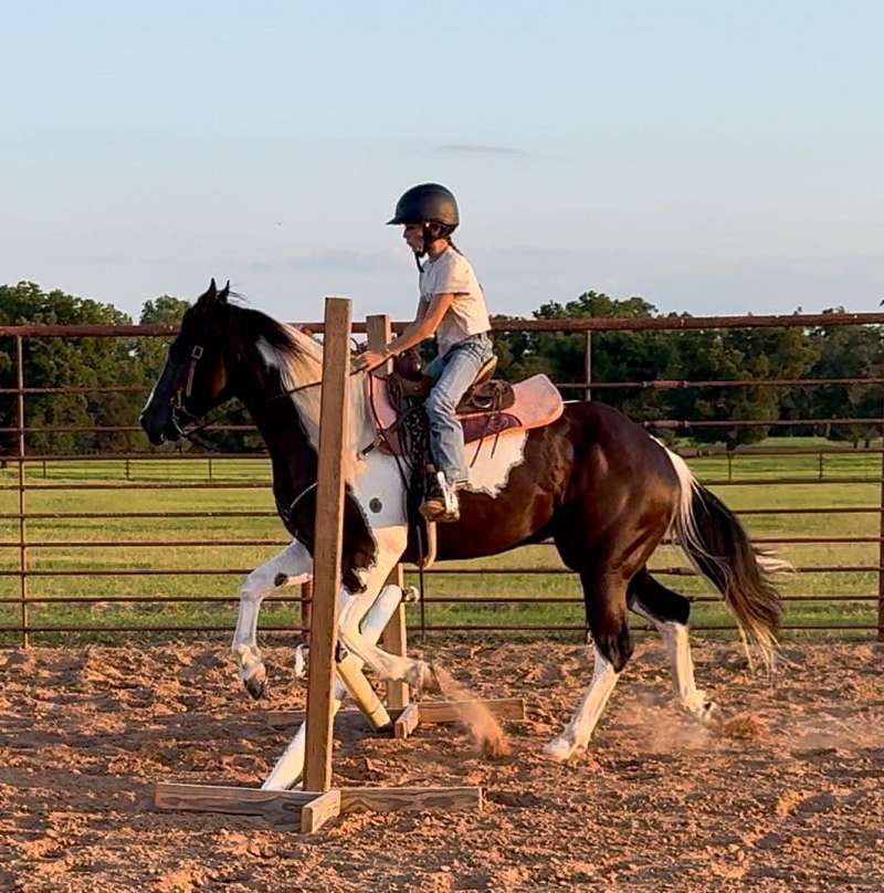 Cochise - Extremely Sweet & Versatile 6 yo Black & White Paint Gelding!