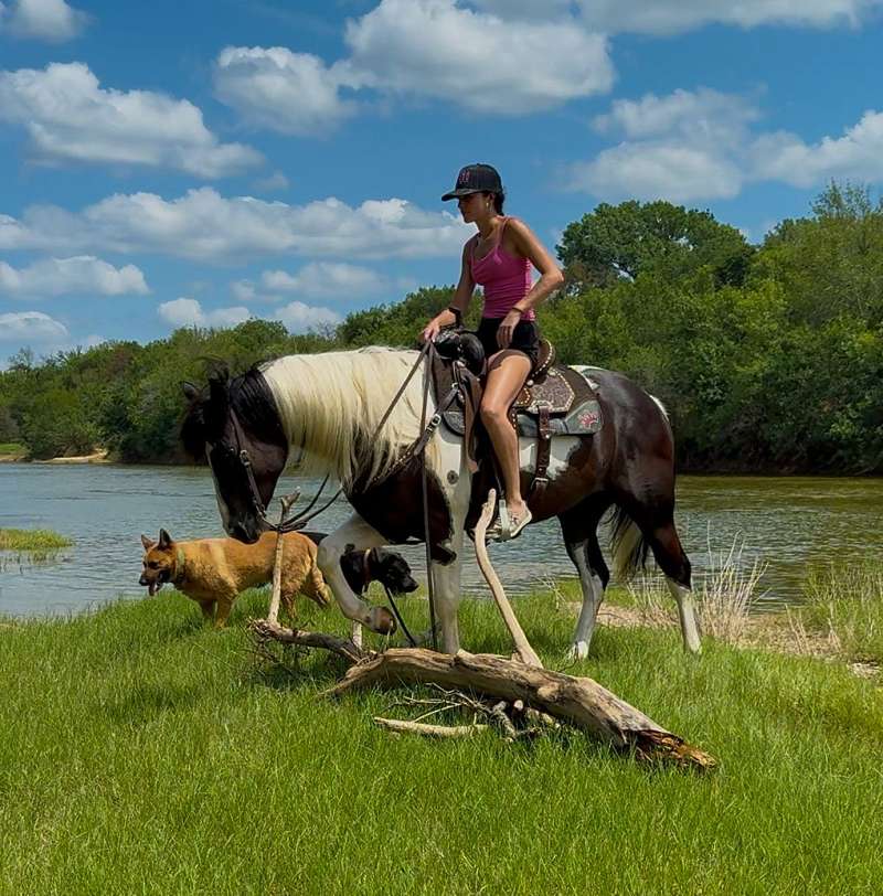 Cochise - Extremely Sweet & Versatile 6 yo Black & White Paint Gelding!