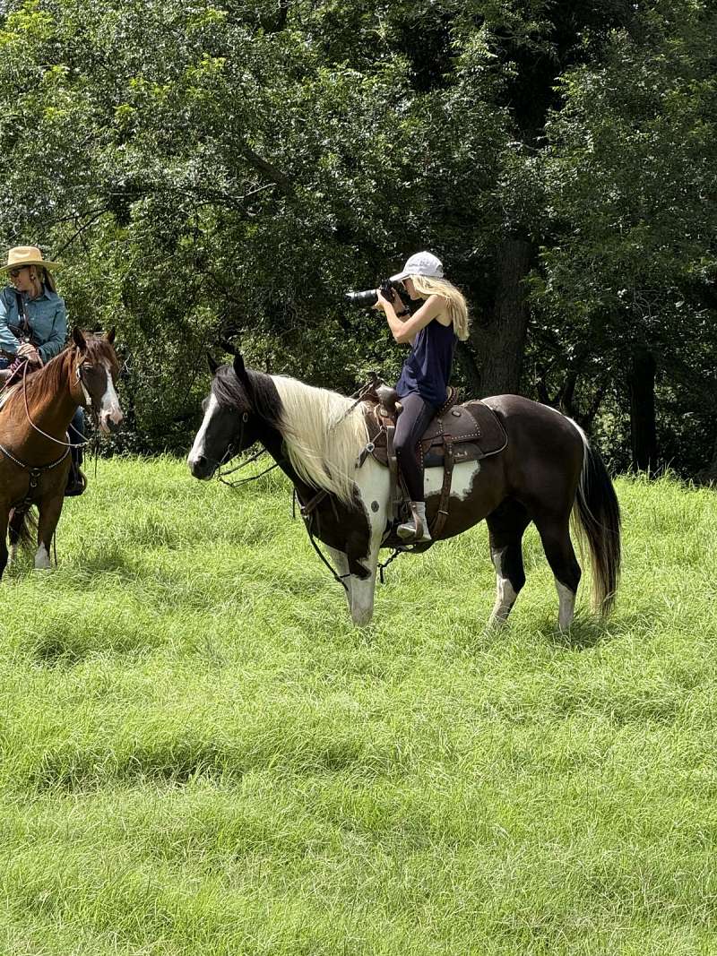Cochise - Extremely Sweet & Versatile 6 yo Black & White Paint Gelding!