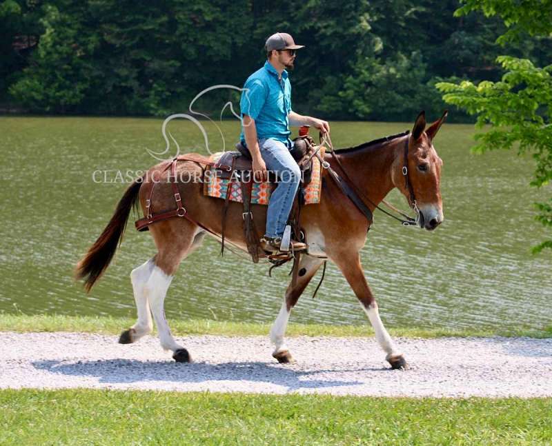 Fancy Gaited Molly Mule