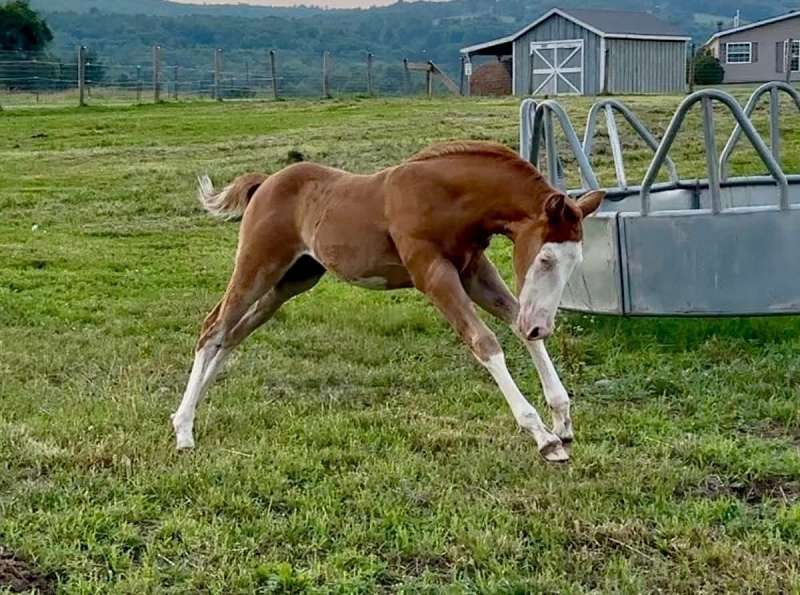 Bald Face Gunner Stallion Prospect