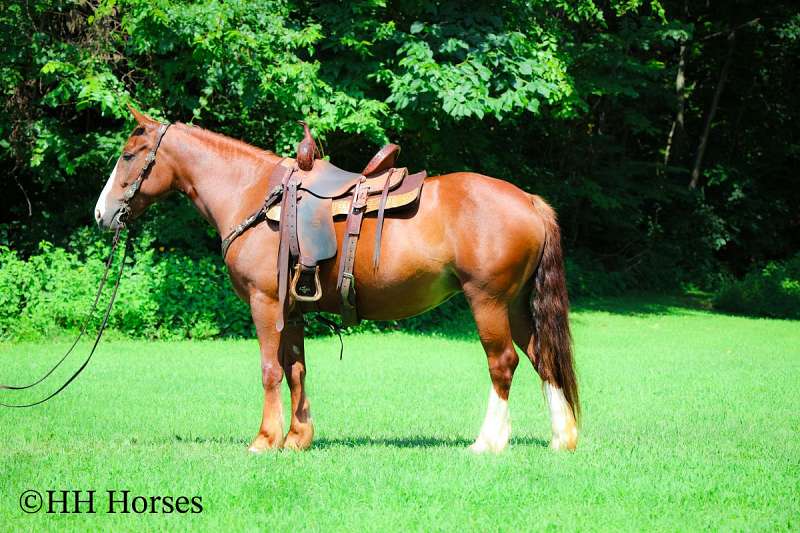 Flashy Gypsy Vanner Quarter Horse Crossbred Mare, Ride & Drive, IN Foal