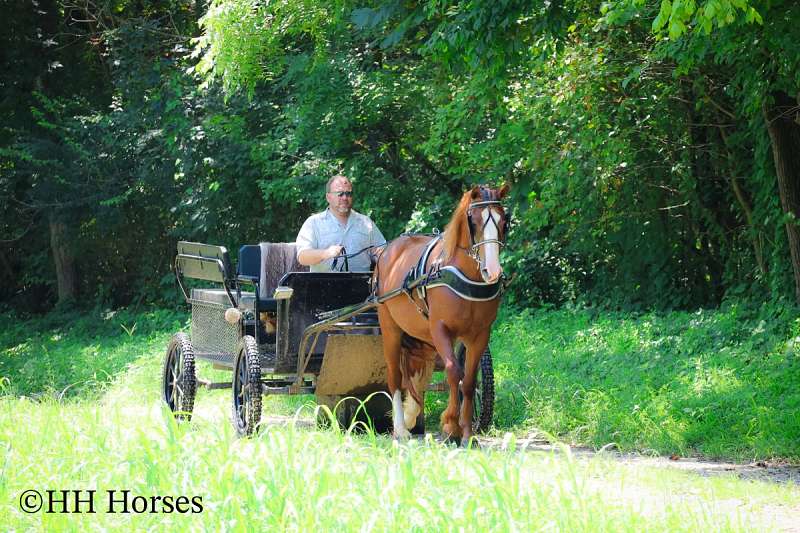 Flashy Gypsy Vanner Quarter Horse Crossbred Mare, Ride & Drive, IN Foal