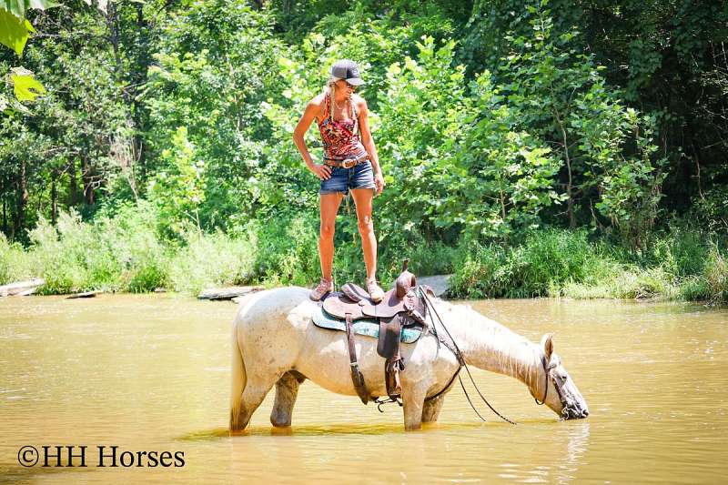Rare, Unique Palomino and White Walkaloosa Gelding,