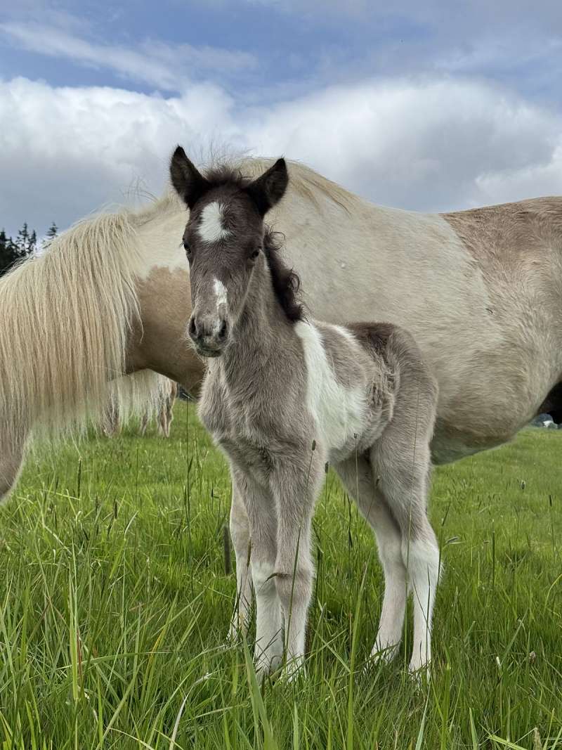 Stunning Icelandic Colt