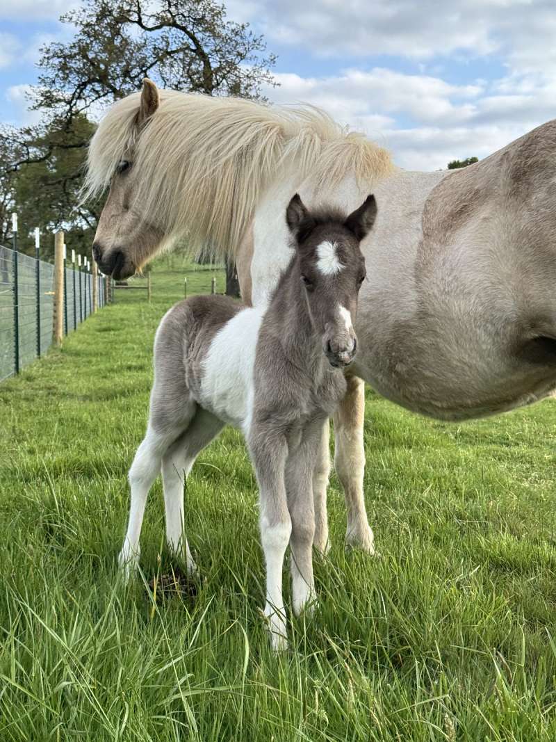 Stunning Icelandic Colt