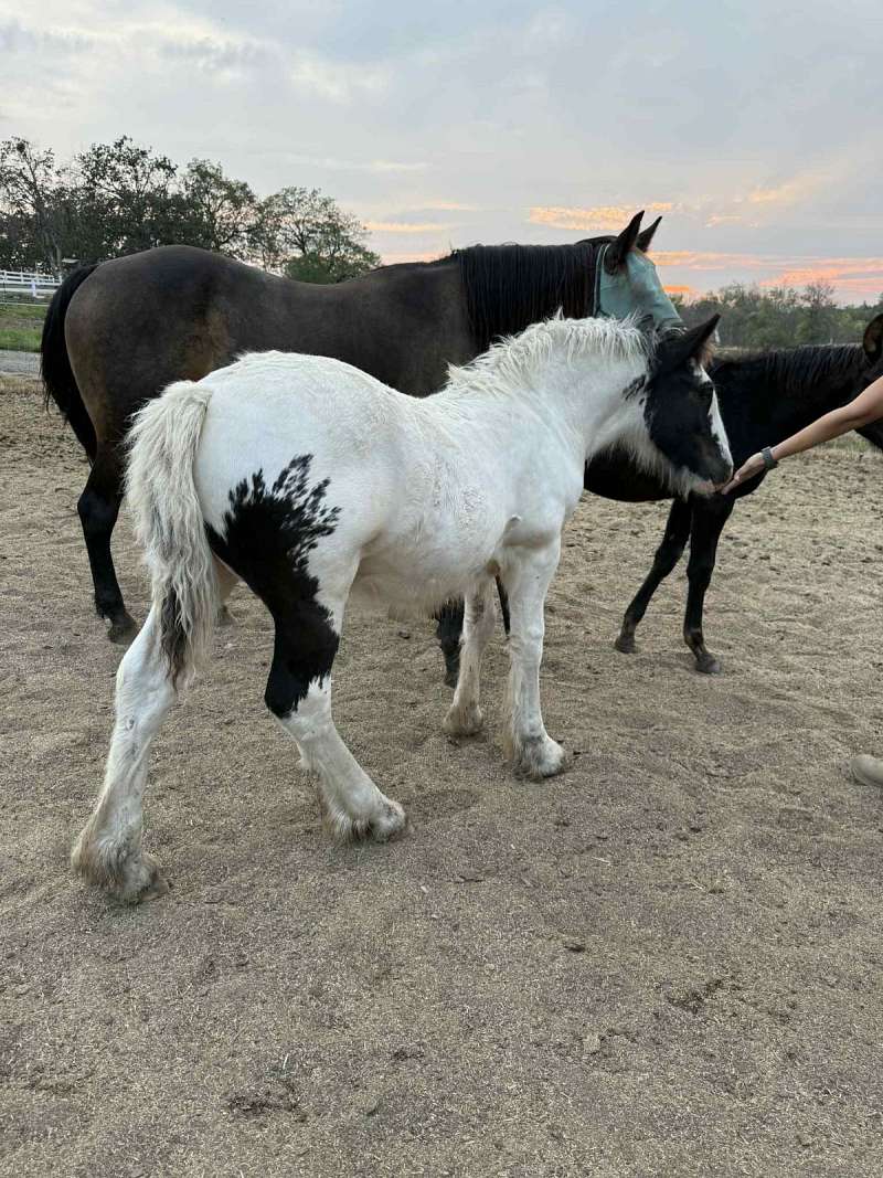 Logan Black Tobiano Gypsy Colt