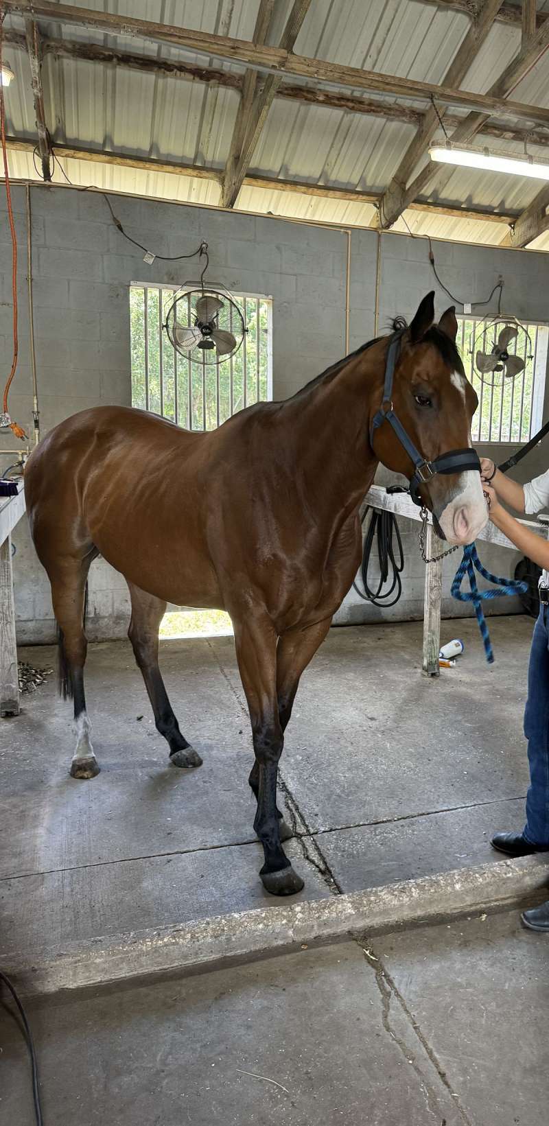 12 Yr Old Thoroughbred