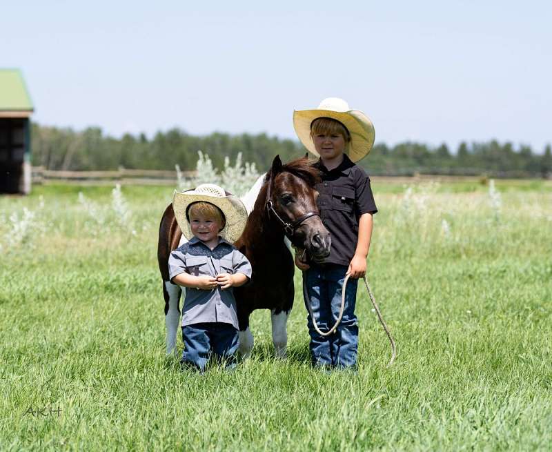 Haystack - Super Cute 4 Yr Old Black & White Pony Gelding!