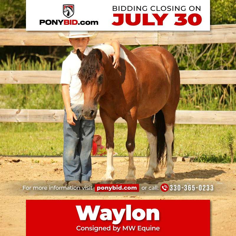 Waylon - Amazing Ranch/Rodeo Pony 10 Yr Old Paint Pony Gelding!