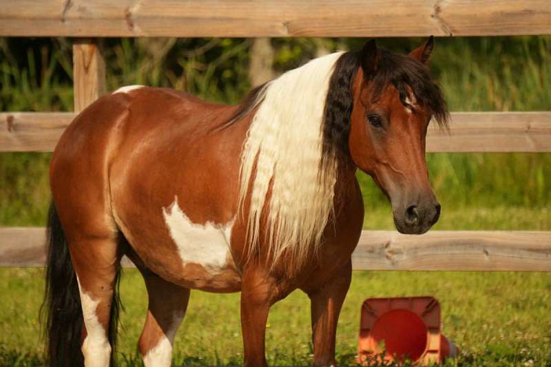 Waylon - Amazing Ranch/Rodeo Pony 10 Yr Old Paint Pony Gelding!