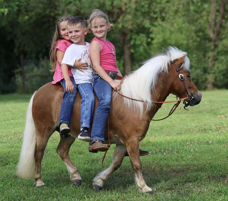 Charlie - Family Pony Deluxe 10 Yr Old Sorrel Pony Gelding!