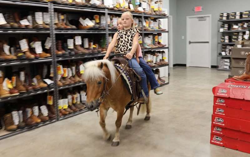 Charlie - Family Pony Deluxe 10 Yr Old Sorrel Pony Gelding!