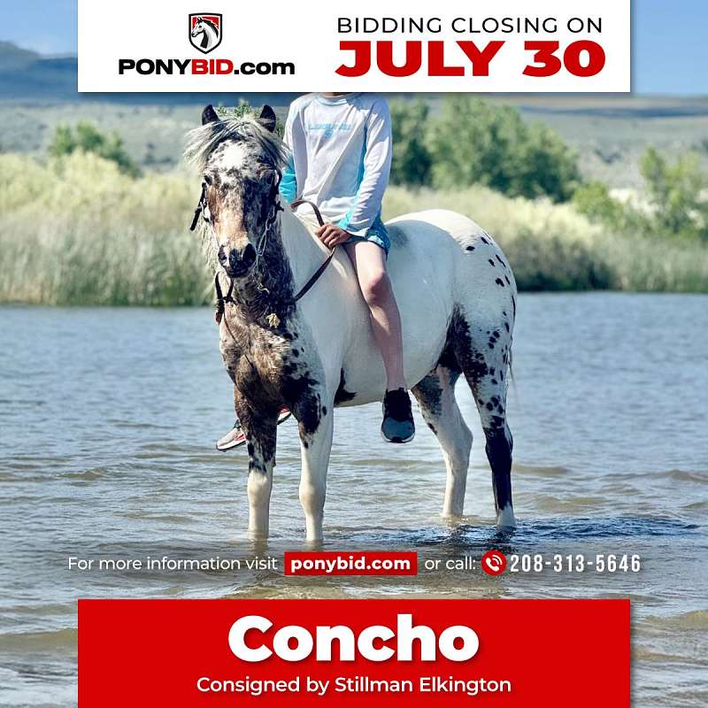 Concho - Super Awesome 8 Yr Old Spotted Appaloosa Pony Gelding!