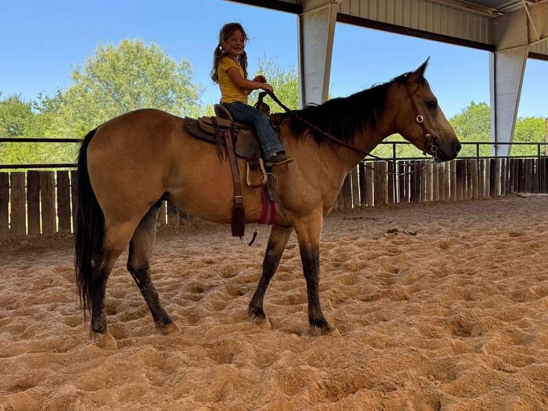 Super Gentle Buskskin Gelding