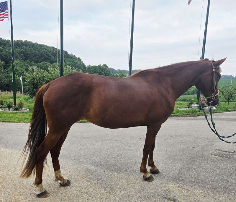 Horses for Sale in Wisconsin