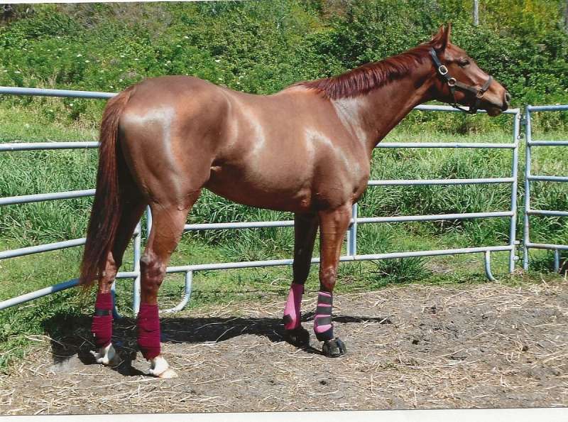 Ruby- Beautiful Thoroughbred Hunter / Jumper Prospect-