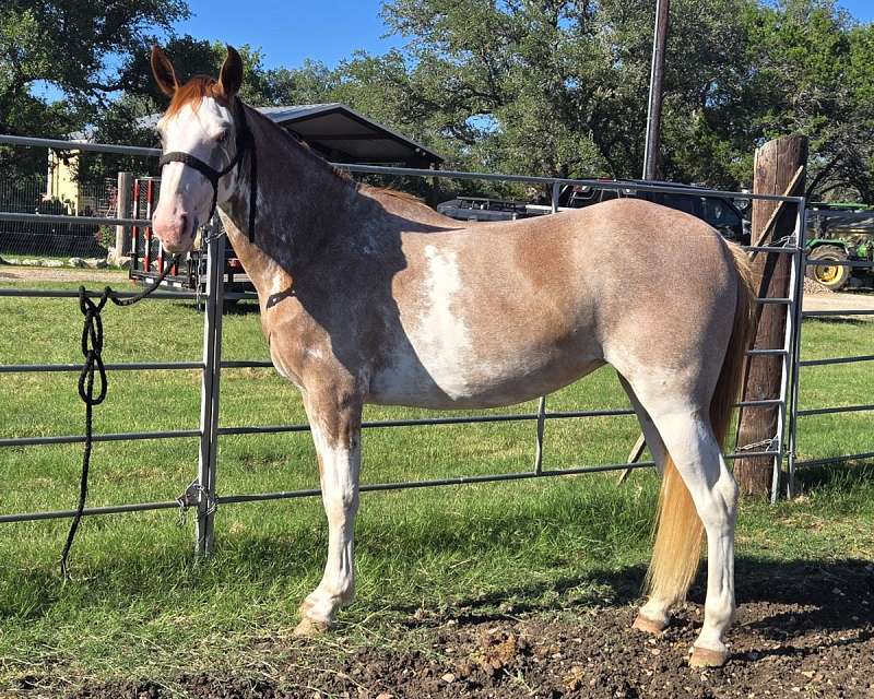 Super Athletic Sorrel Sabino Roan
