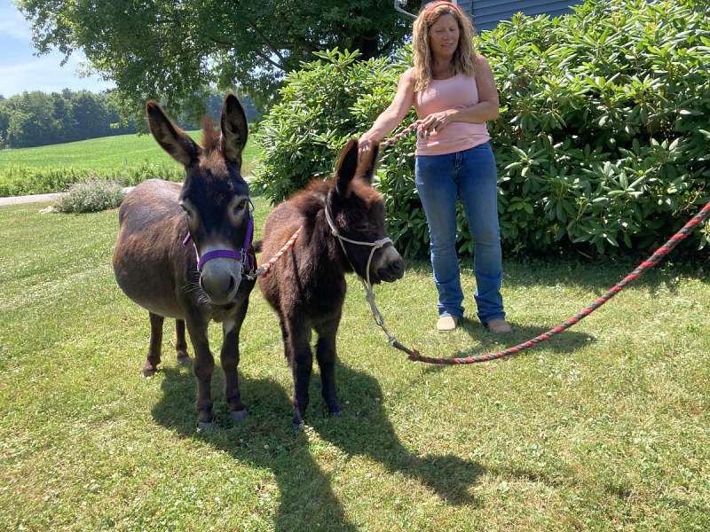 Miniature Donkey for Sale