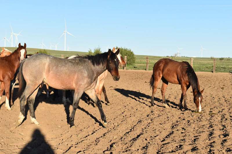 Bay Roan Yearling Gelding With Foundation Breeding