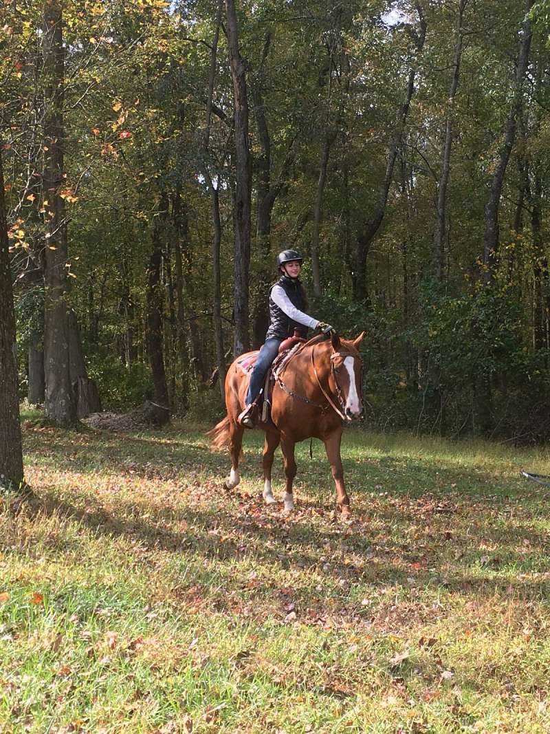 Western Pleasure/Trail Riding
