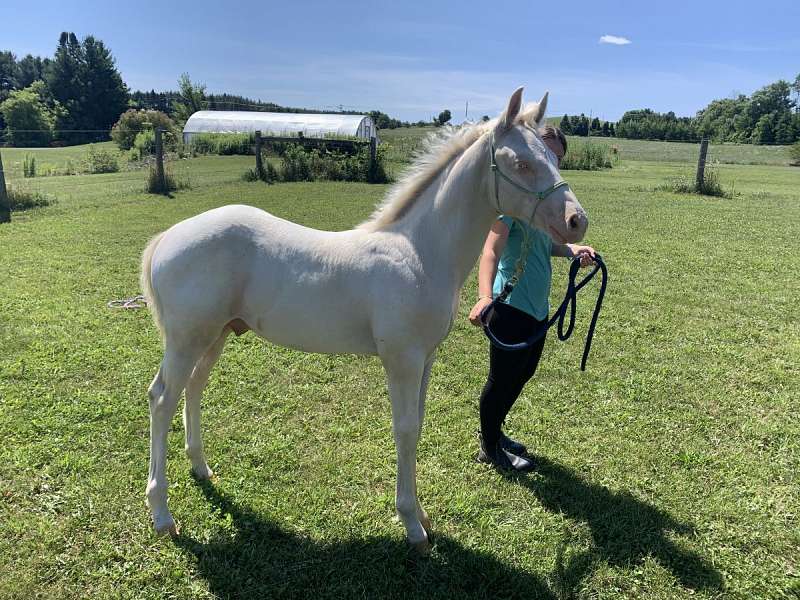 Connemara X Quarter Horse Colt