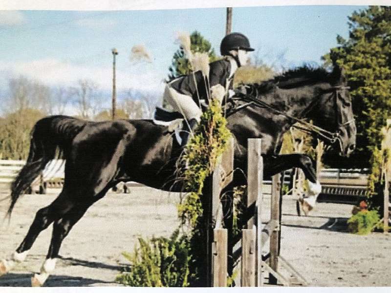 Oldenburg Gelding