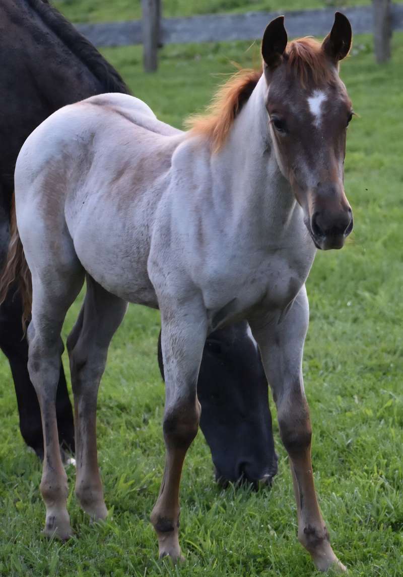 Red Roan AQHA Filly