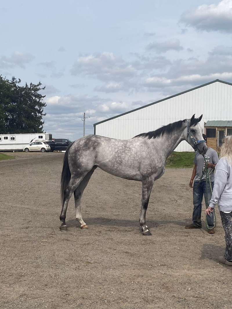 Gorgeous Dapple Grey TB Mare