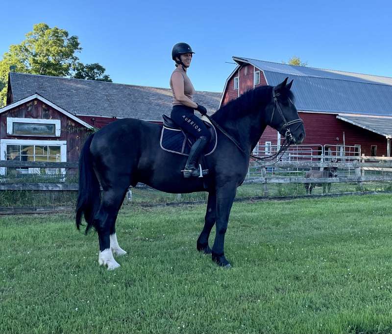 Quiet, Safe, and Fun Percheron/QH Gelding