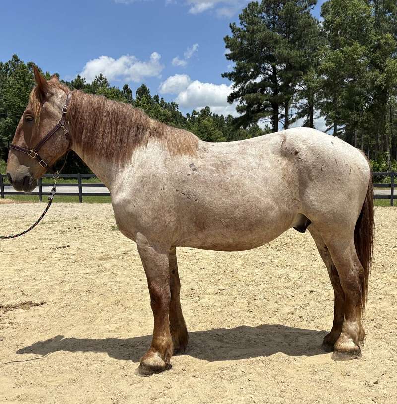 Red Roan Belgian Cross