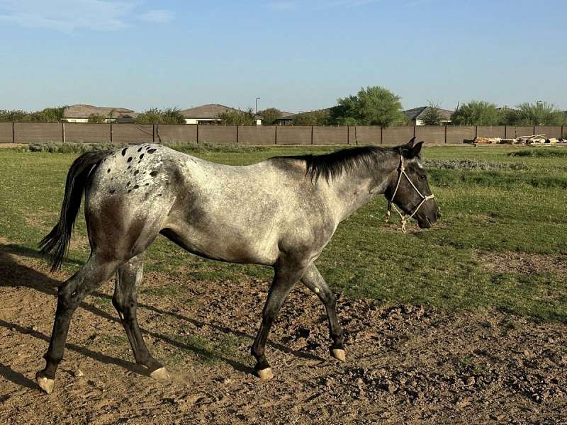 Blue Roan Appaloosa Filly