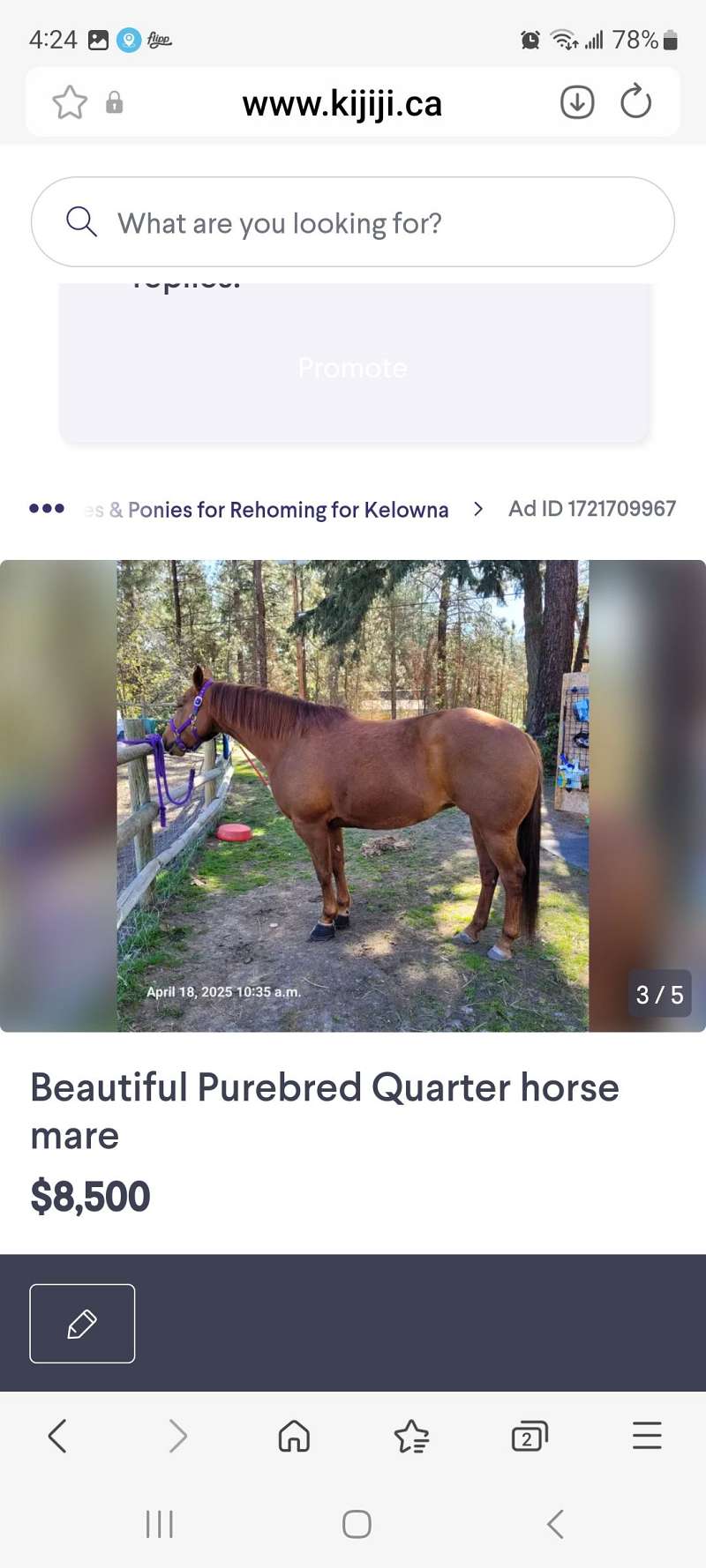 10 Year Old Purebred Quarter Horse Mare