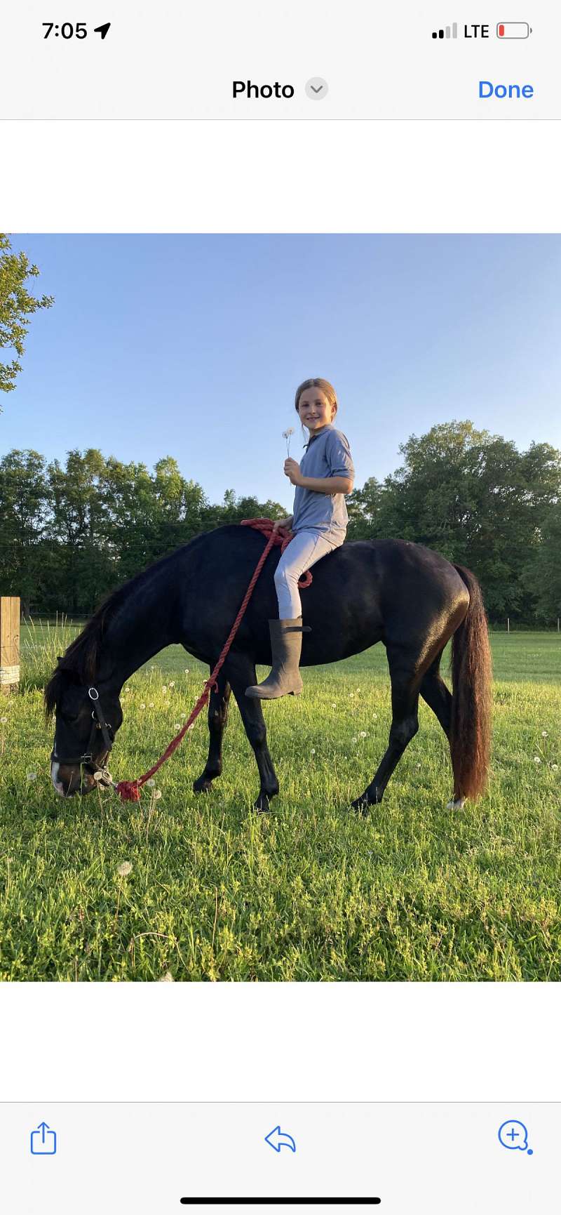 7 Year Old Registered American Shetland Pony