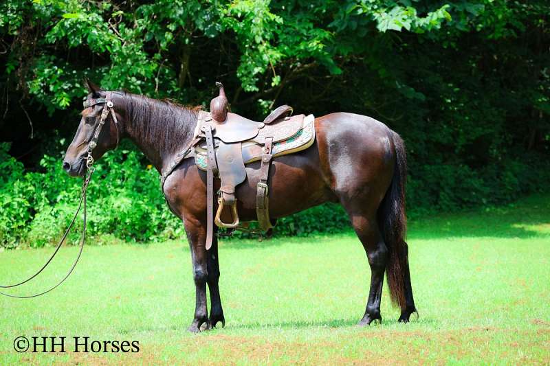 Fancy Black Quarter Pony Gelding, Broke to Ride and Drive, Gentle and Quiet