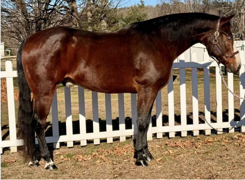 15 Year Old Quarter Horse- Java