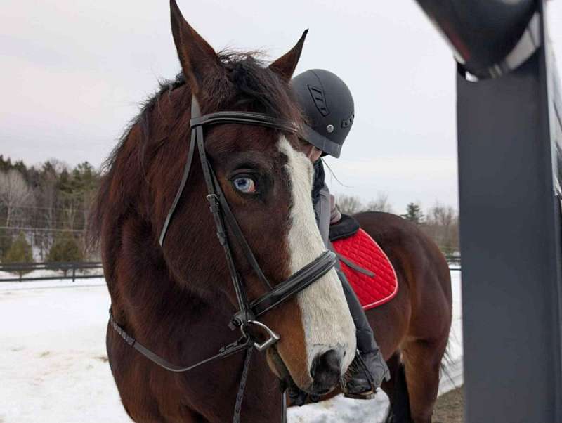 15 Year Old Quarter Horse- Java