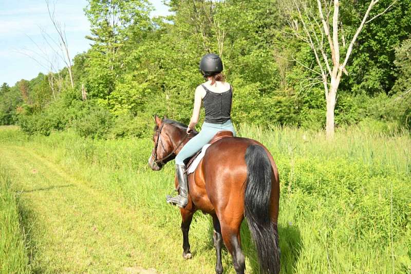 15 Year Old Quarter Horse- Java