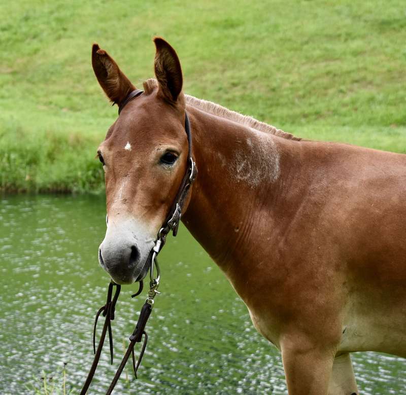 Ride, Drive, Trick – Johnny Does It All!